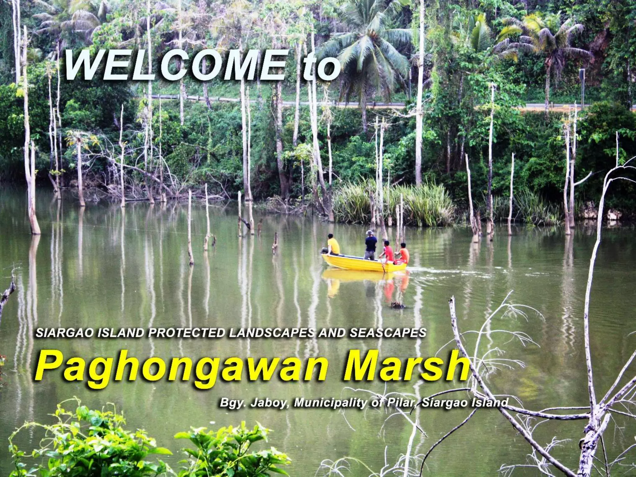 Philippine crocodile release program (status update) | PDF