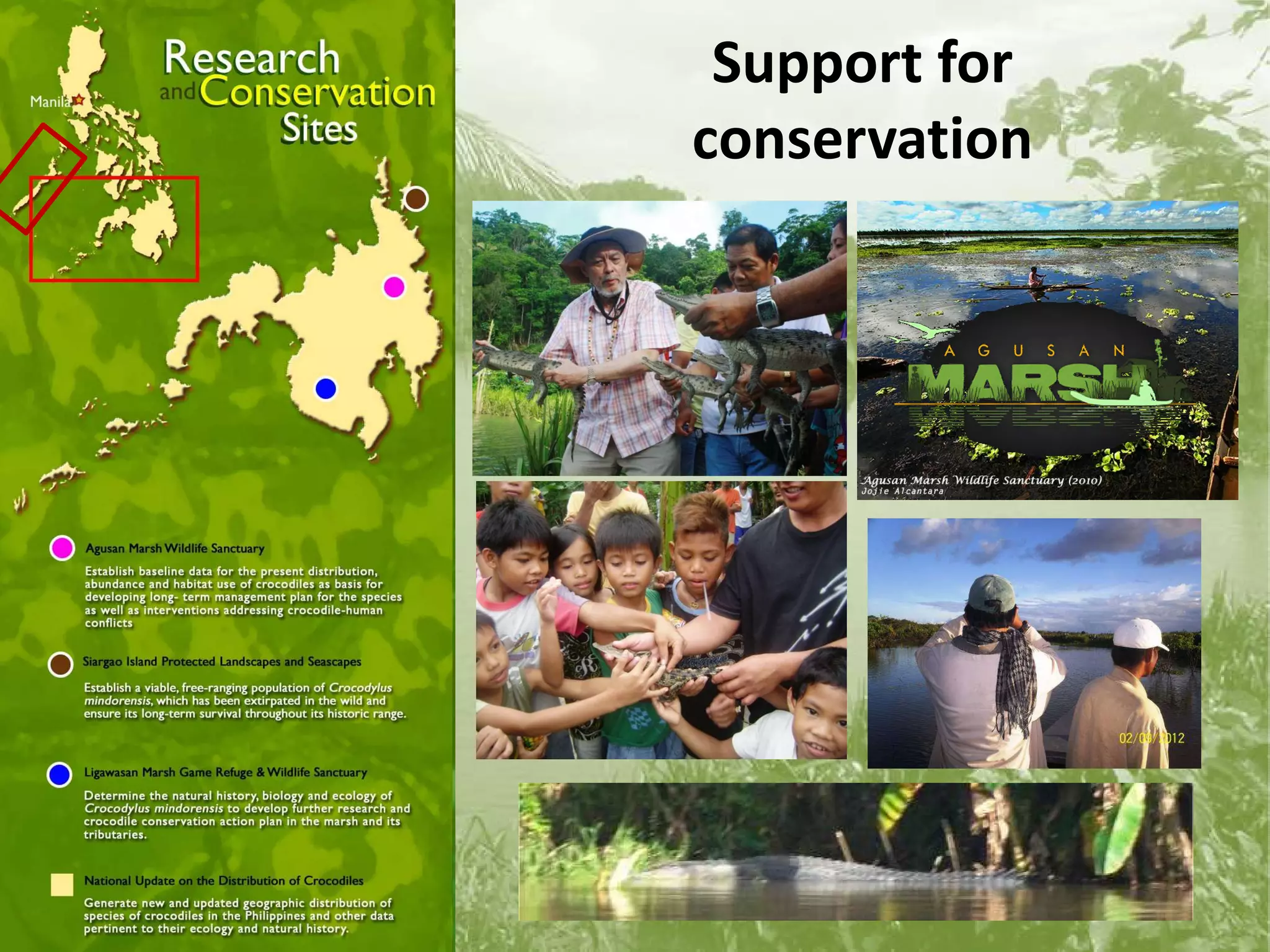 Philippine crocodile release program (status update) | PDF