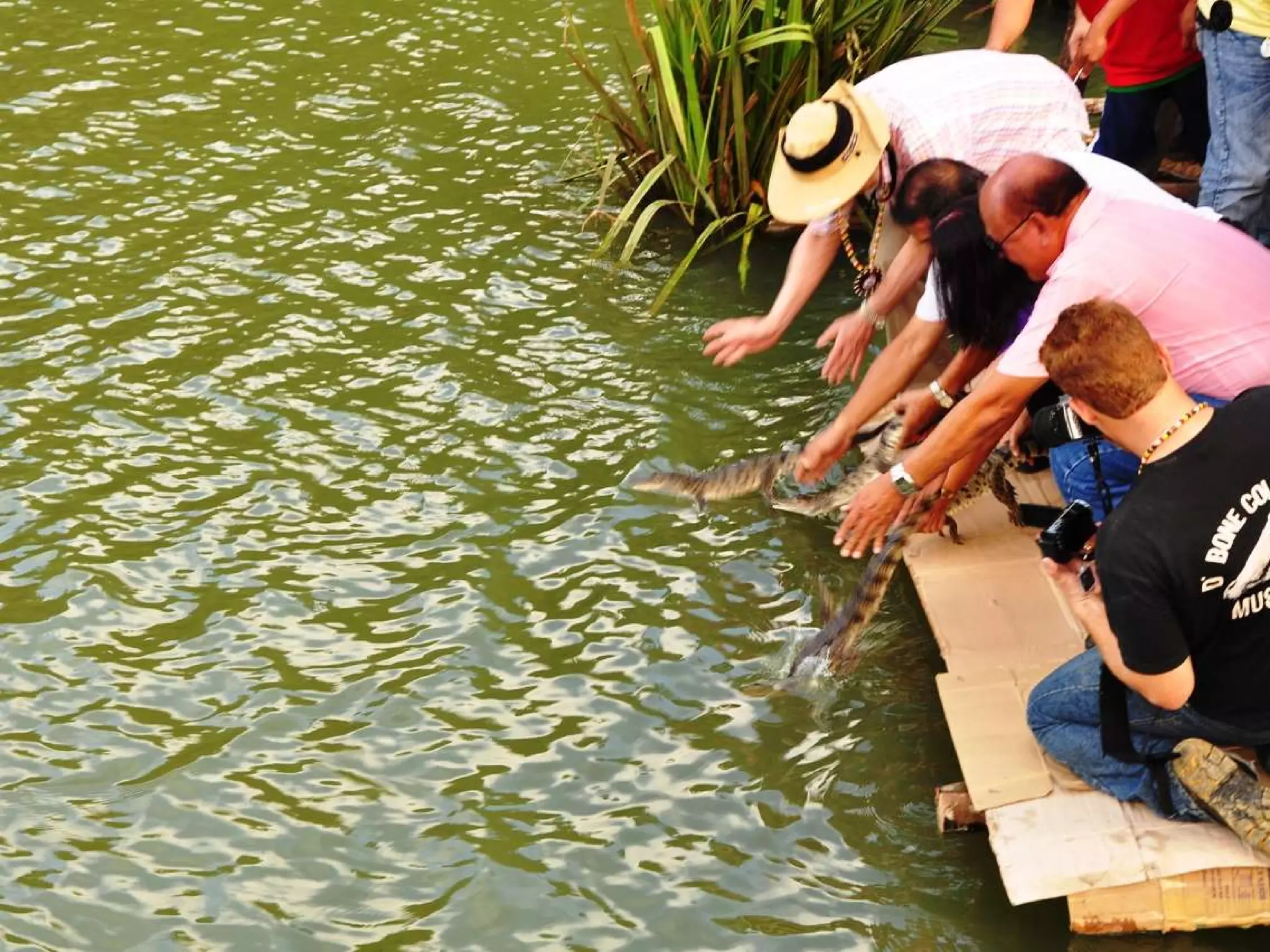 Philippine crocodile release program (status update) | PDF