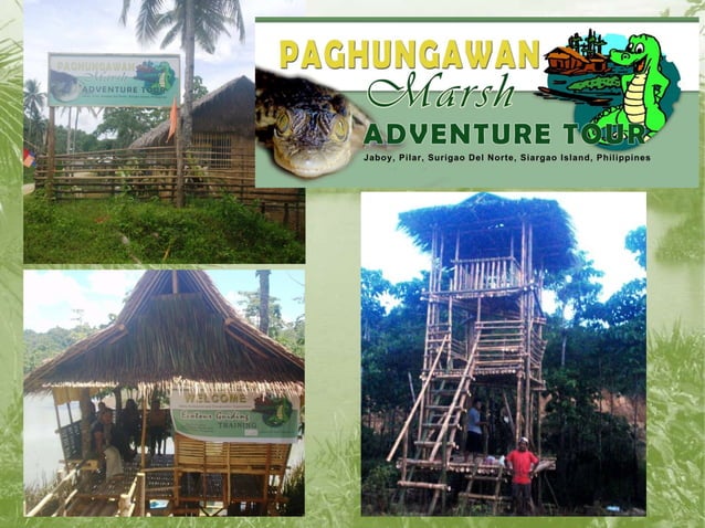 Philippine crocodile release program (status update) | PDF