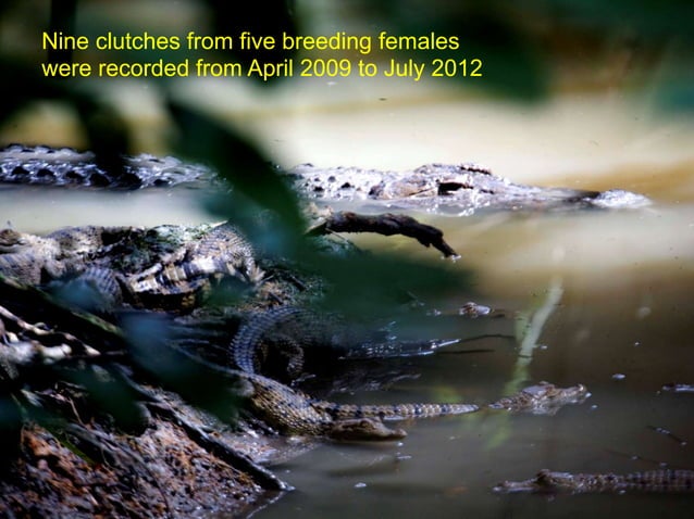 Philippine crocodile release program (status update) | PDF