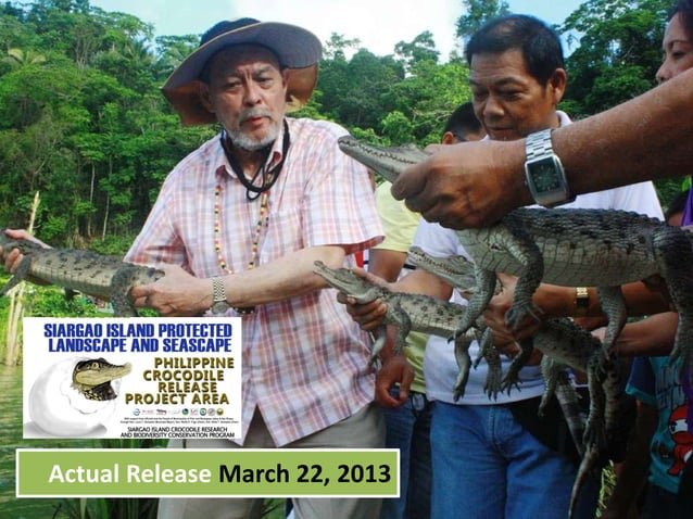 Philippine crocodile release program (status update) | PDF