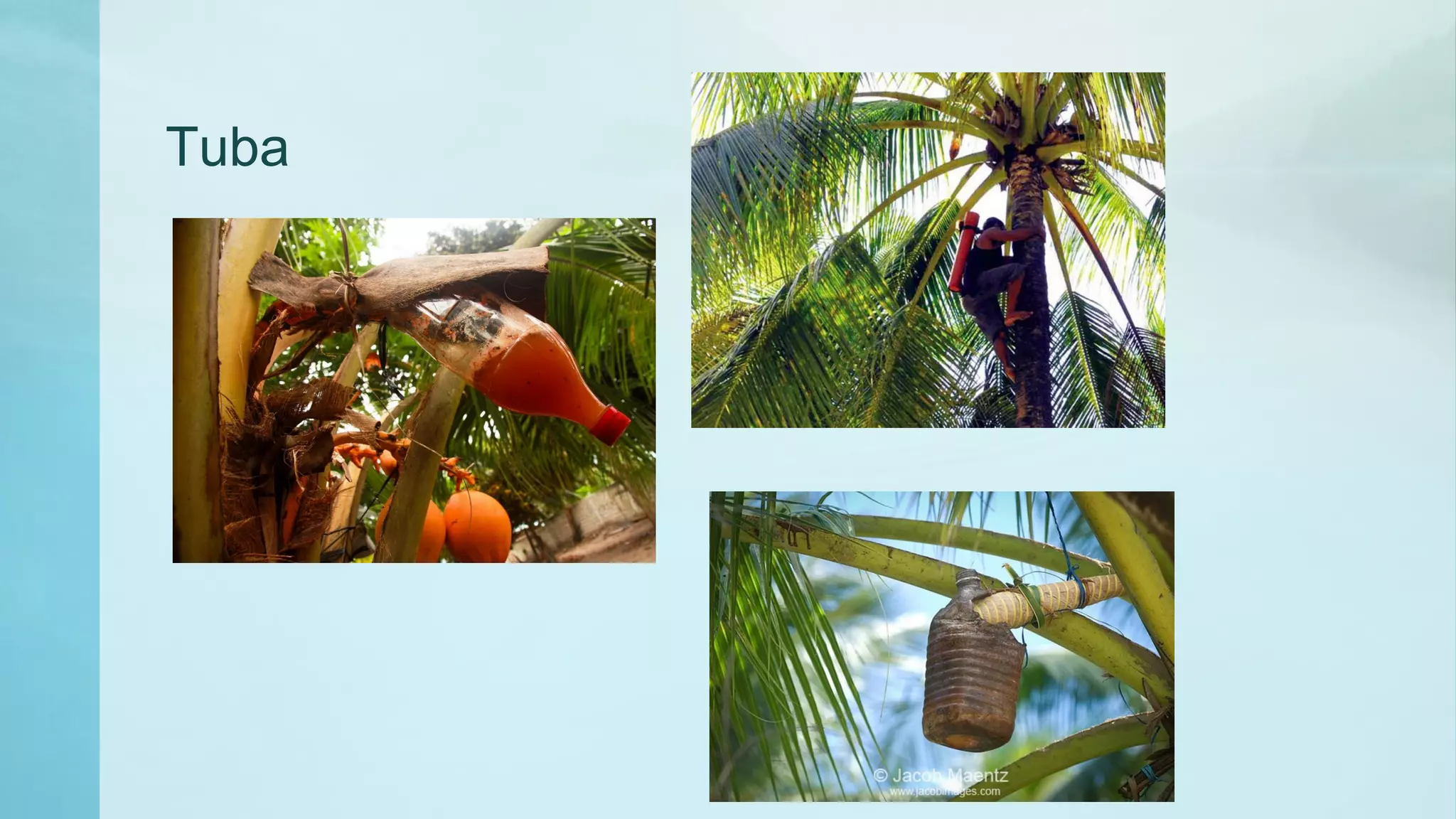 Philippine distilled spirits | PPT