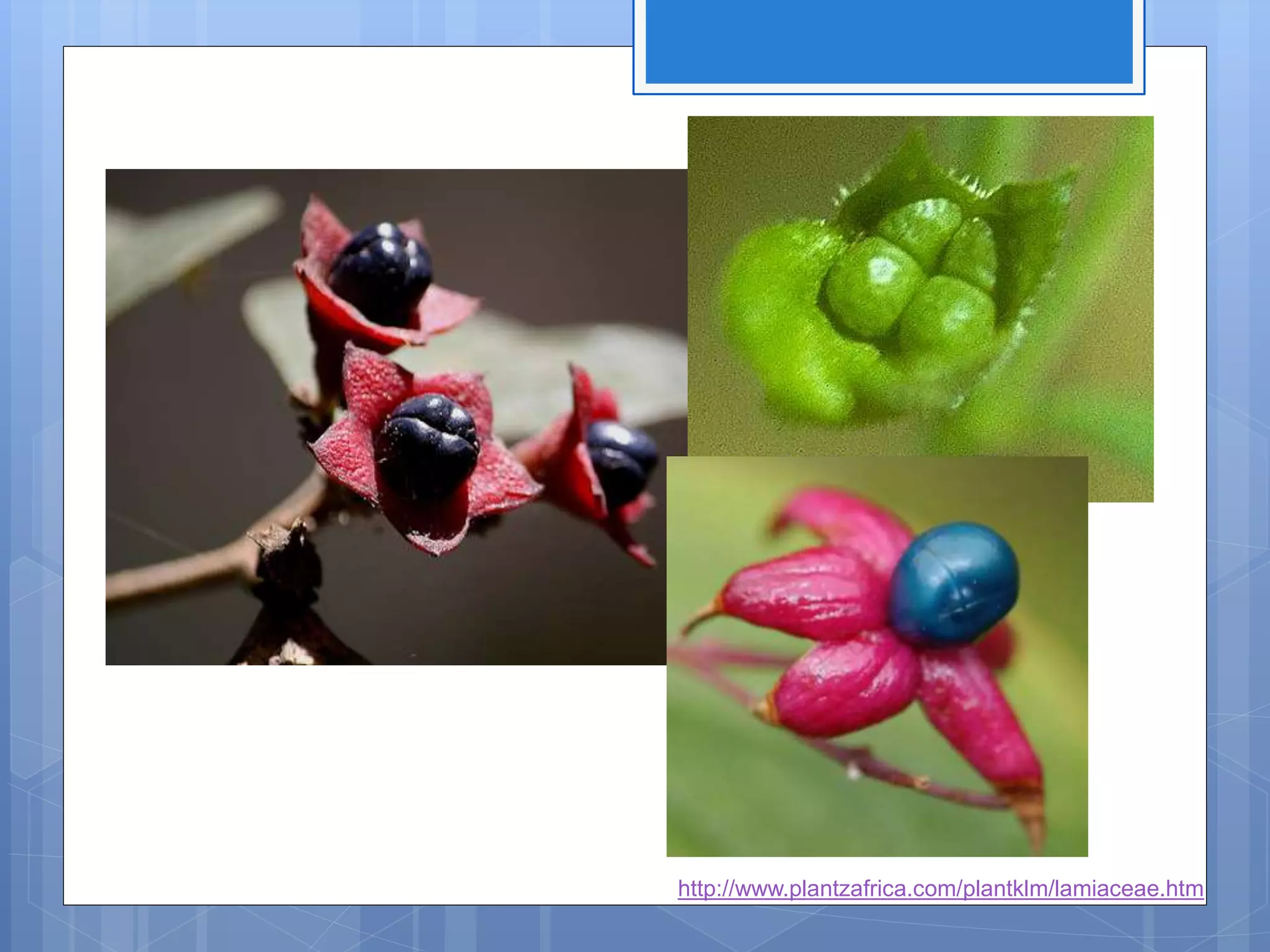 Philippine diversity of Family Lamiaceae | PPTX