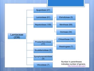 Philippine diversity of Family Lamiaceae | PPTX