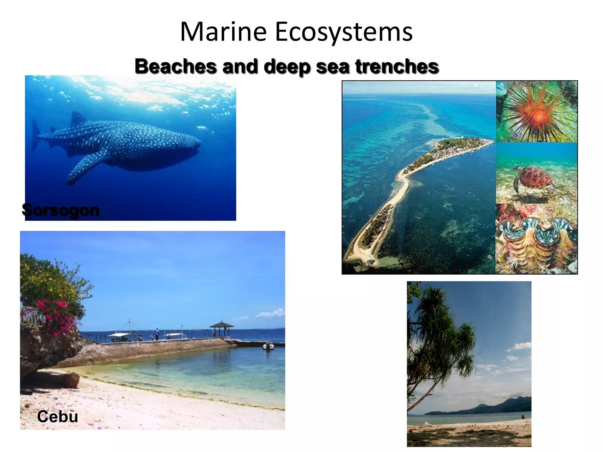Philippine ecosystems lecture notes | PDF