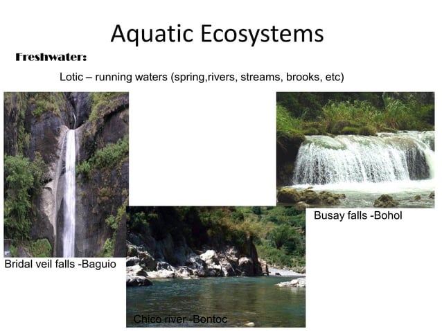Philippine ecosystems lecture notes | PDF