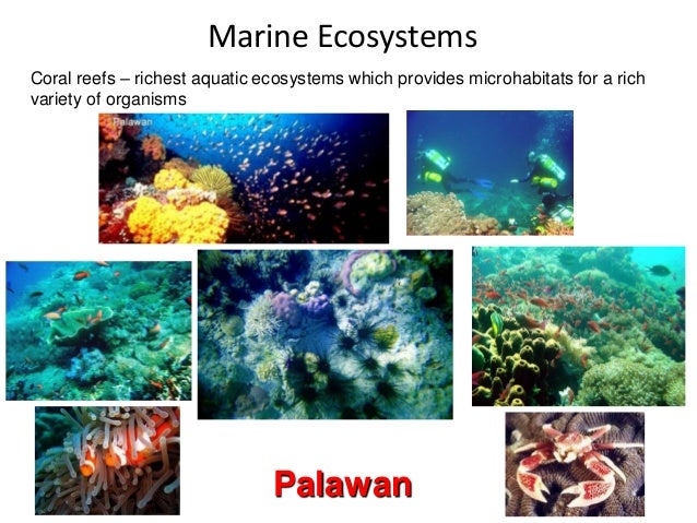 Philippine ecosystems lecture notes