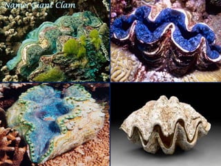 Philippine endangered species | PPTX