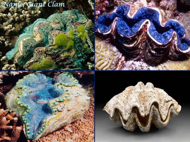 Philippine endangered species