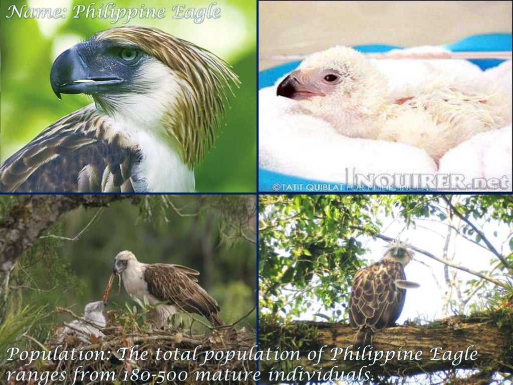 Philippine endangered species