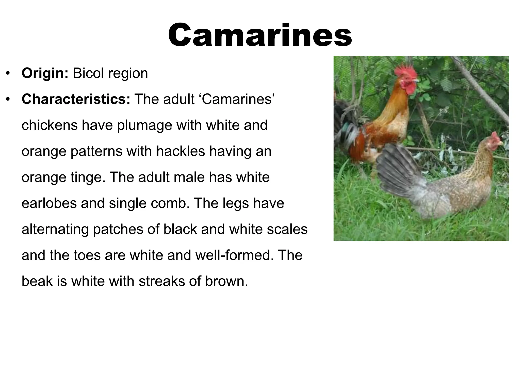 Philippines-Native-Chicken.pptx file copy | PPTX