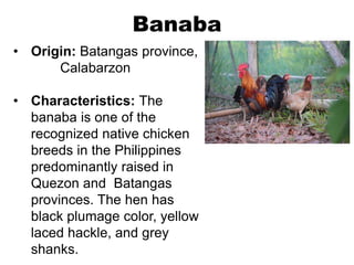 Philippines-Native-Chicken.pptx file copy | PPTX