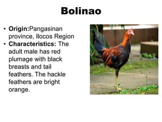 Philippines-Native-Chicken.pptx file copy | PPTX
