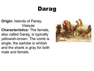 Philippines-Native-Chicken.pptx file copy | PPTX
