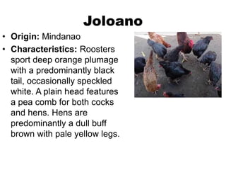 Philippines-Native-Chicken.pptx file copy | PPTX