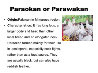 Philippines-Native-Chicken.pptx file copy | PPTX