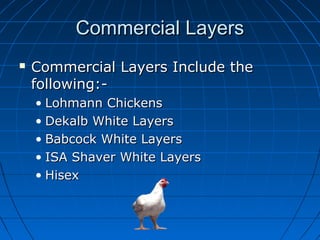 Philippines Commercial Poultry Breeds | PPT