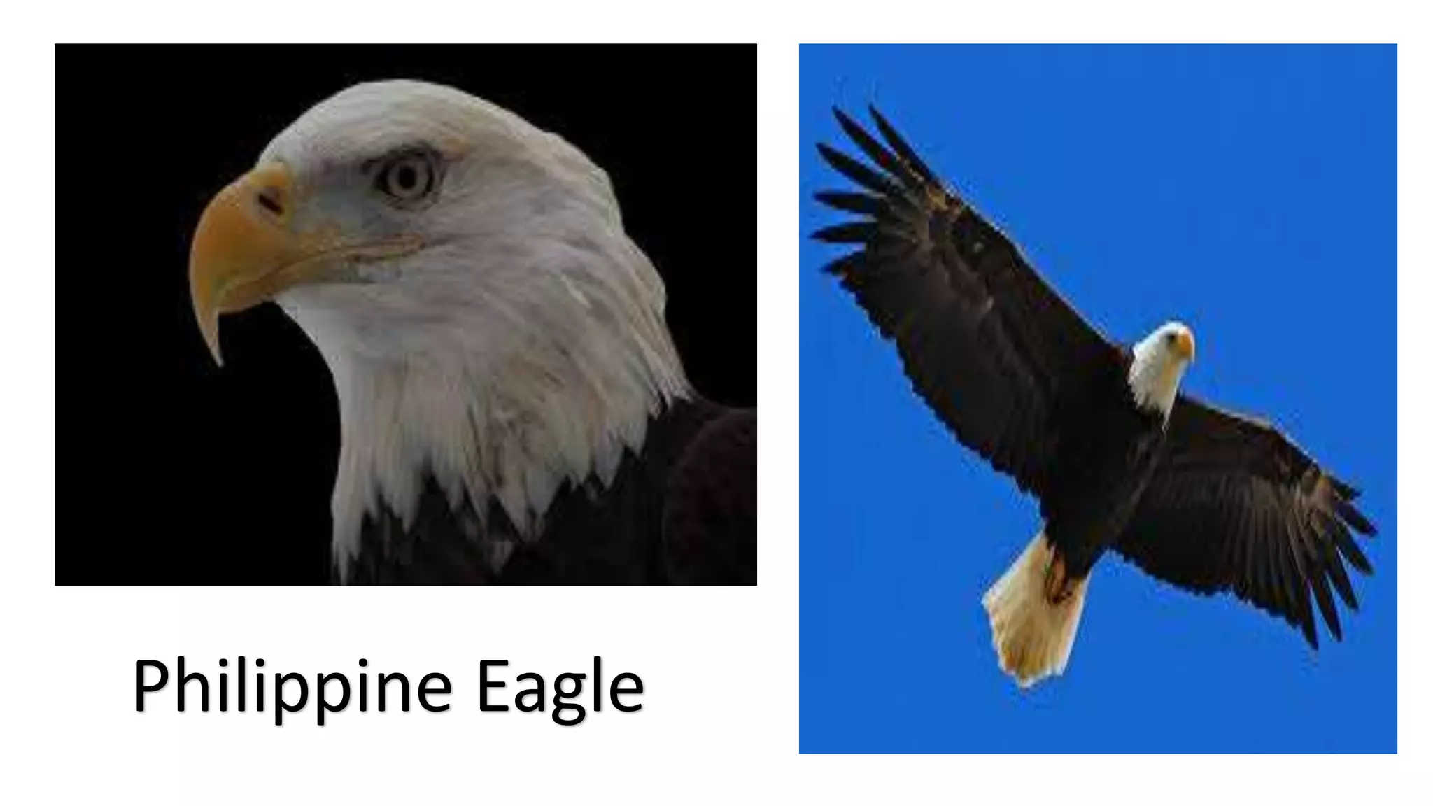 Philippine Symbols.pptx