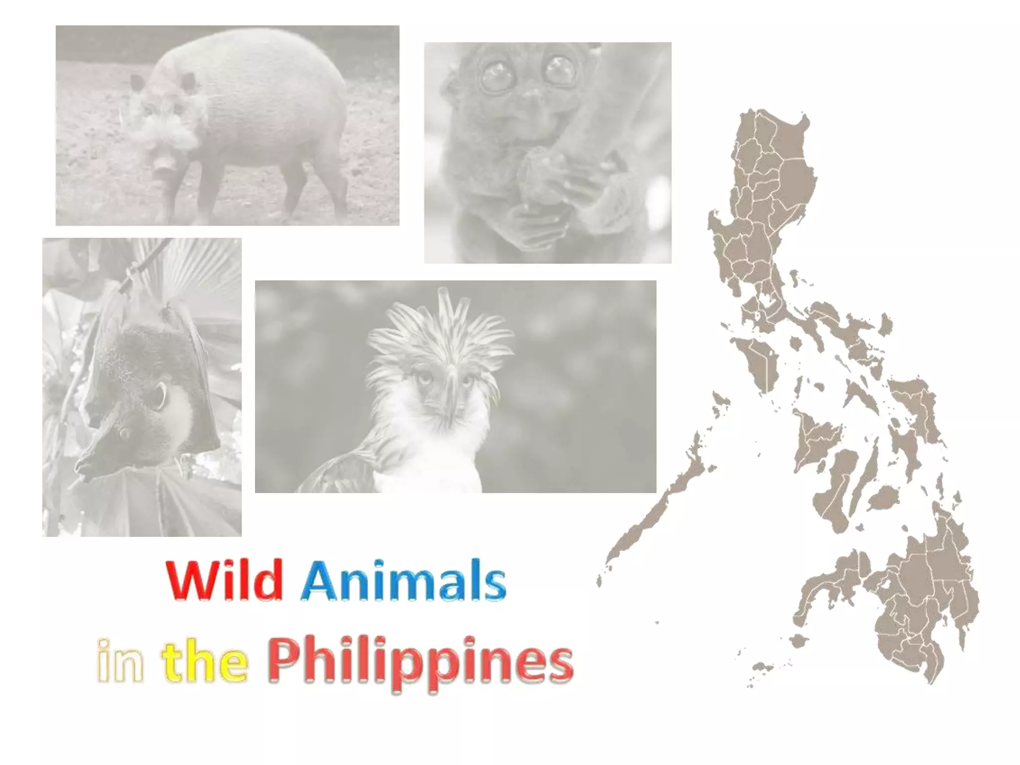 Philippine wild animals | PPTX