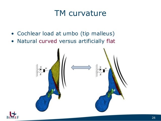 Optomechanical measurement and FE modeling of tympanic membrane mecha…