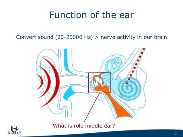 Optomechanical measurement and FE modeling of tympanic membrane mecha…