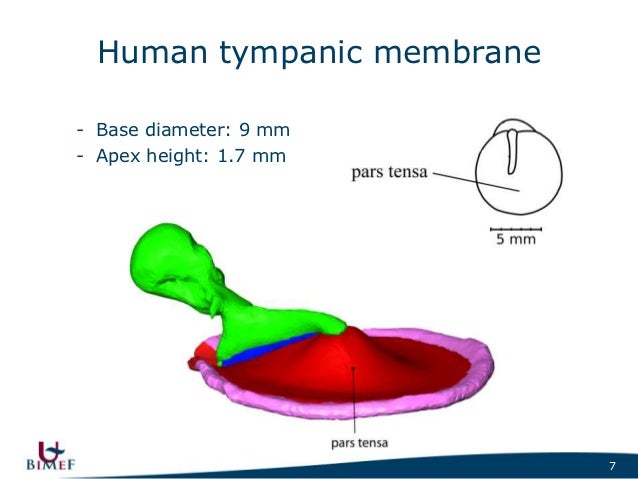 Optomechanical measurement and FE modeling of tympanic membrane mecha…