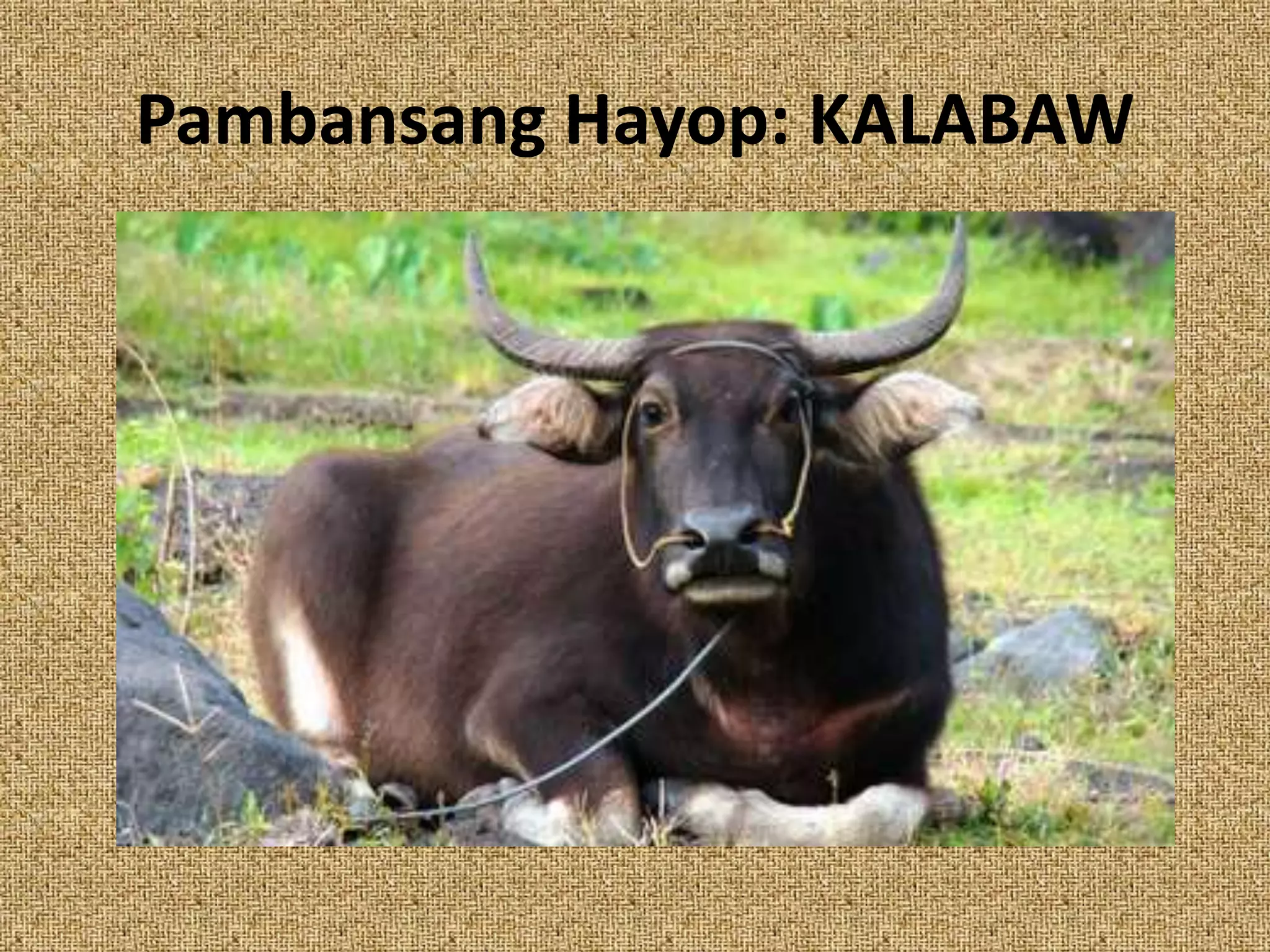 Pambansang Hayop