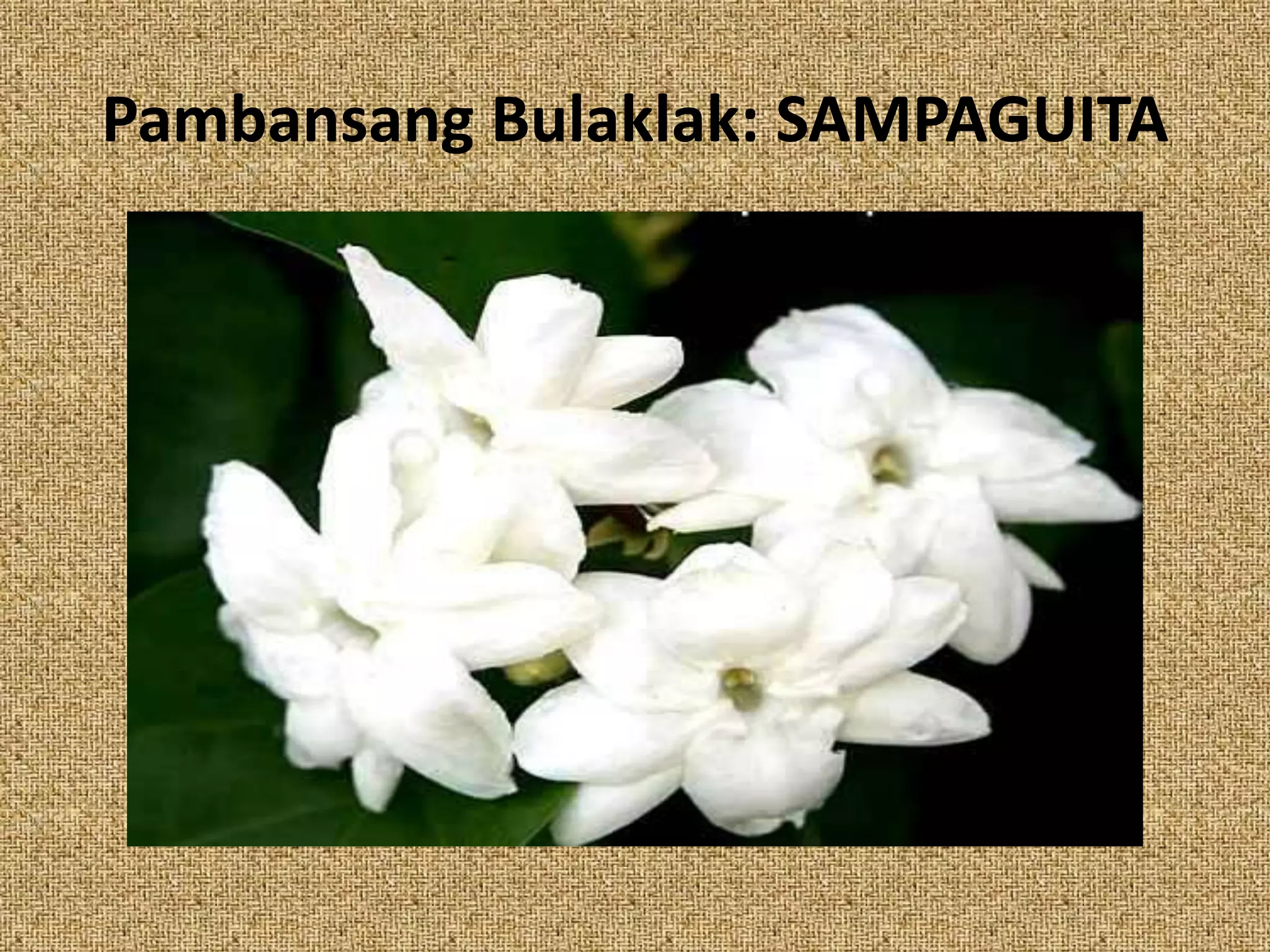 Pambansang Bulaklak Ng Pilipinas Drawing