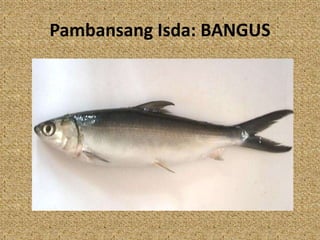 PHILIPPINE NATIONAL SYMBOLS | PPTX