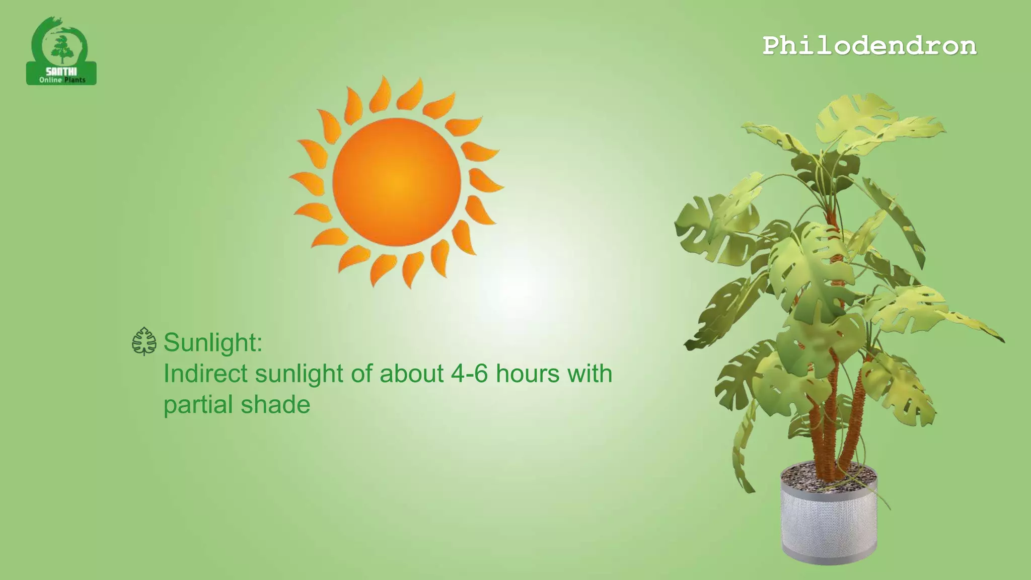 Philodendron | PPTX