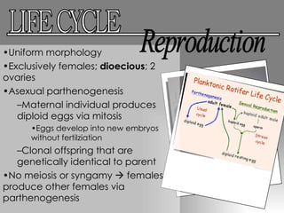 Philodina | PPT