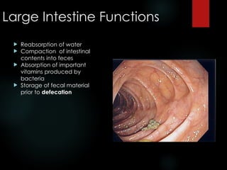 Philology of digestive system 3 nursing.pptx