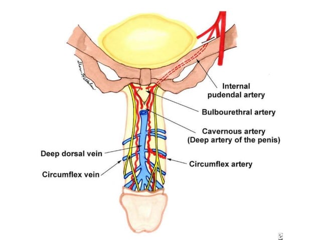 phimosis final.pptx