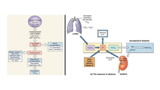 Acid base balance in human body and buffer system | PPTX