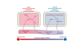 Acid base balance in human body and buffer system | PPTX