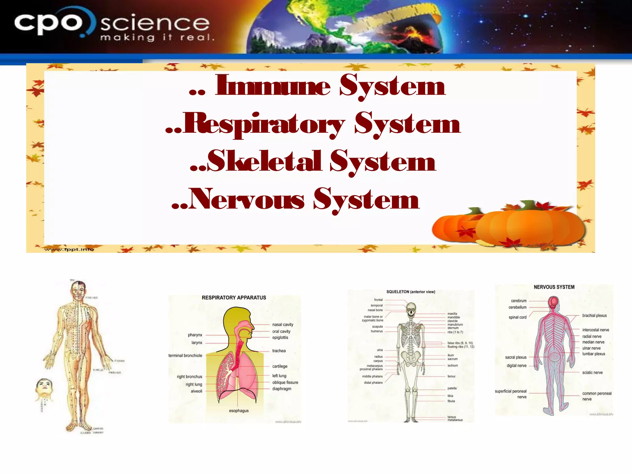 PH in human body | PPT