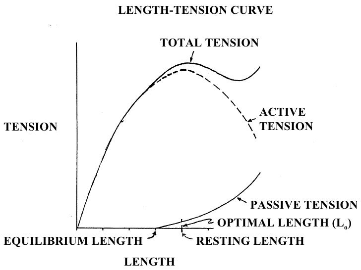 Cardiovascular Physiology