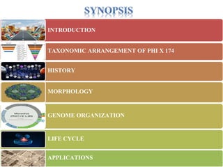 Phi X 174 - 2.pptx