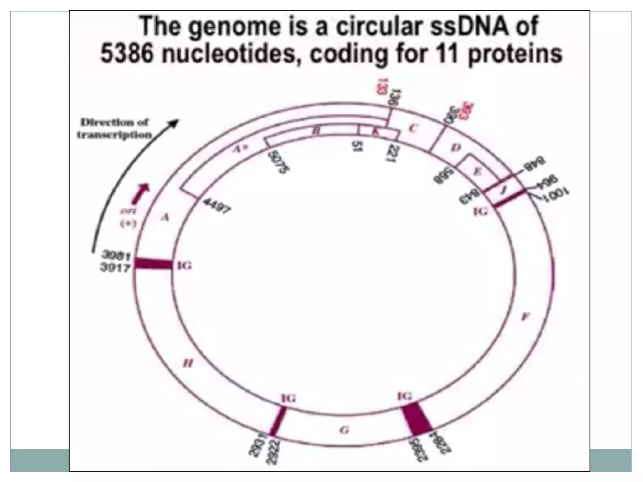 Phi x 174 phage. | PPT