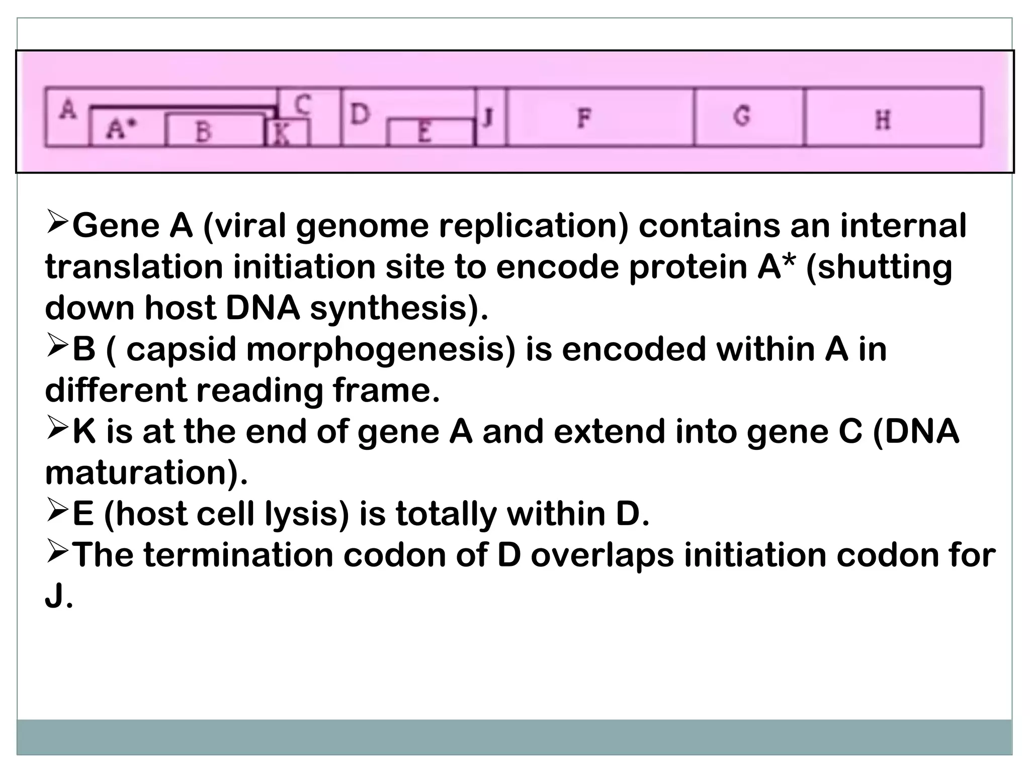 Phi x 174 phage. | PPT