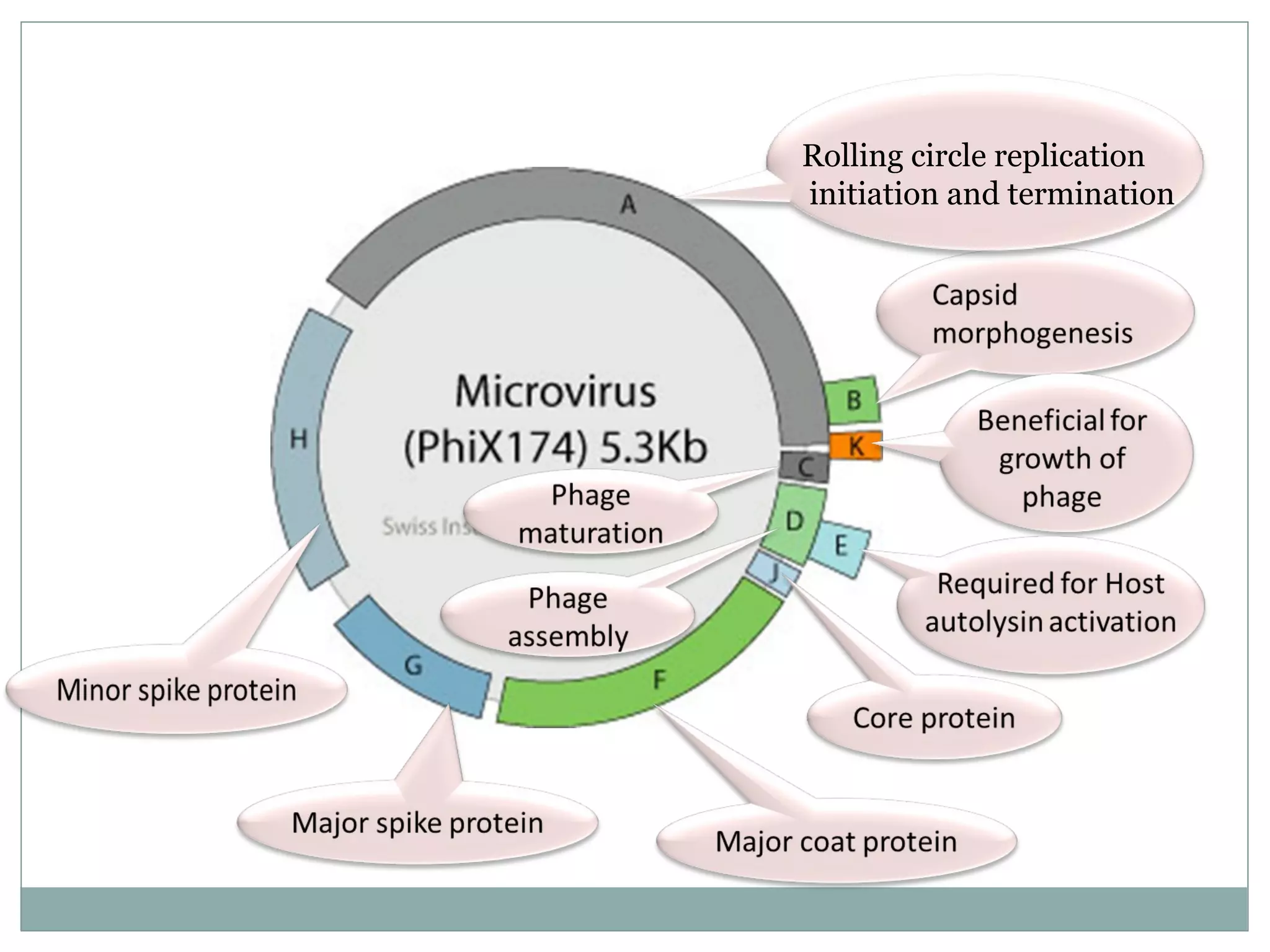 Phi x 174 phage. | PPT