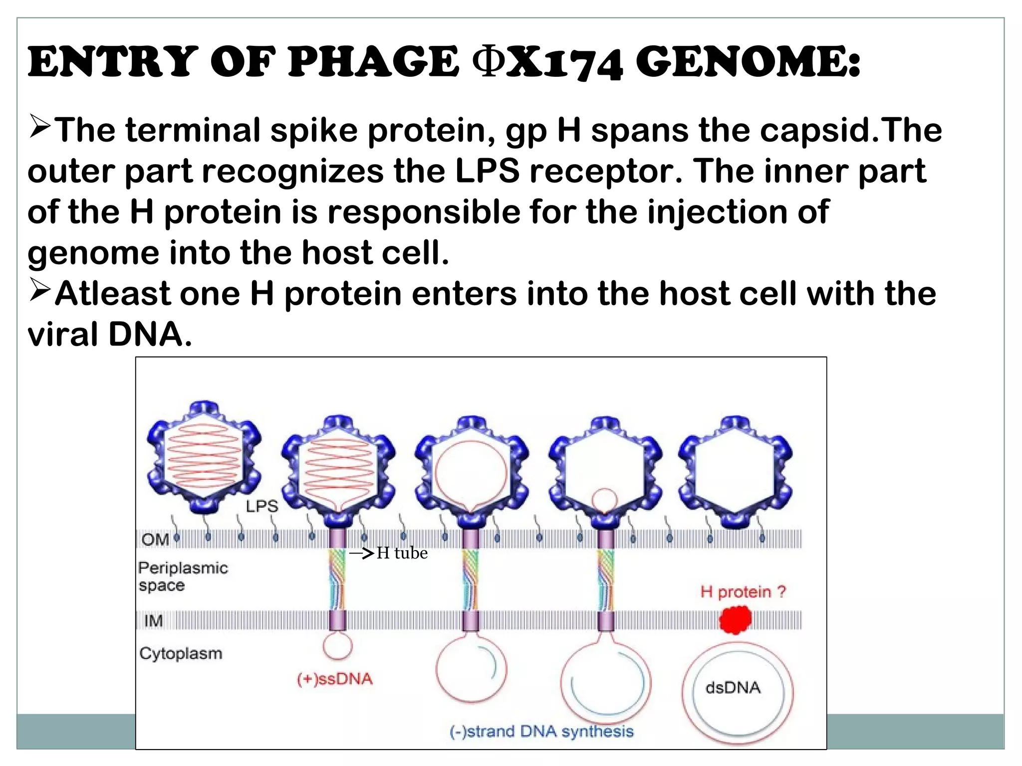 Phi x 174 phage. | PPT