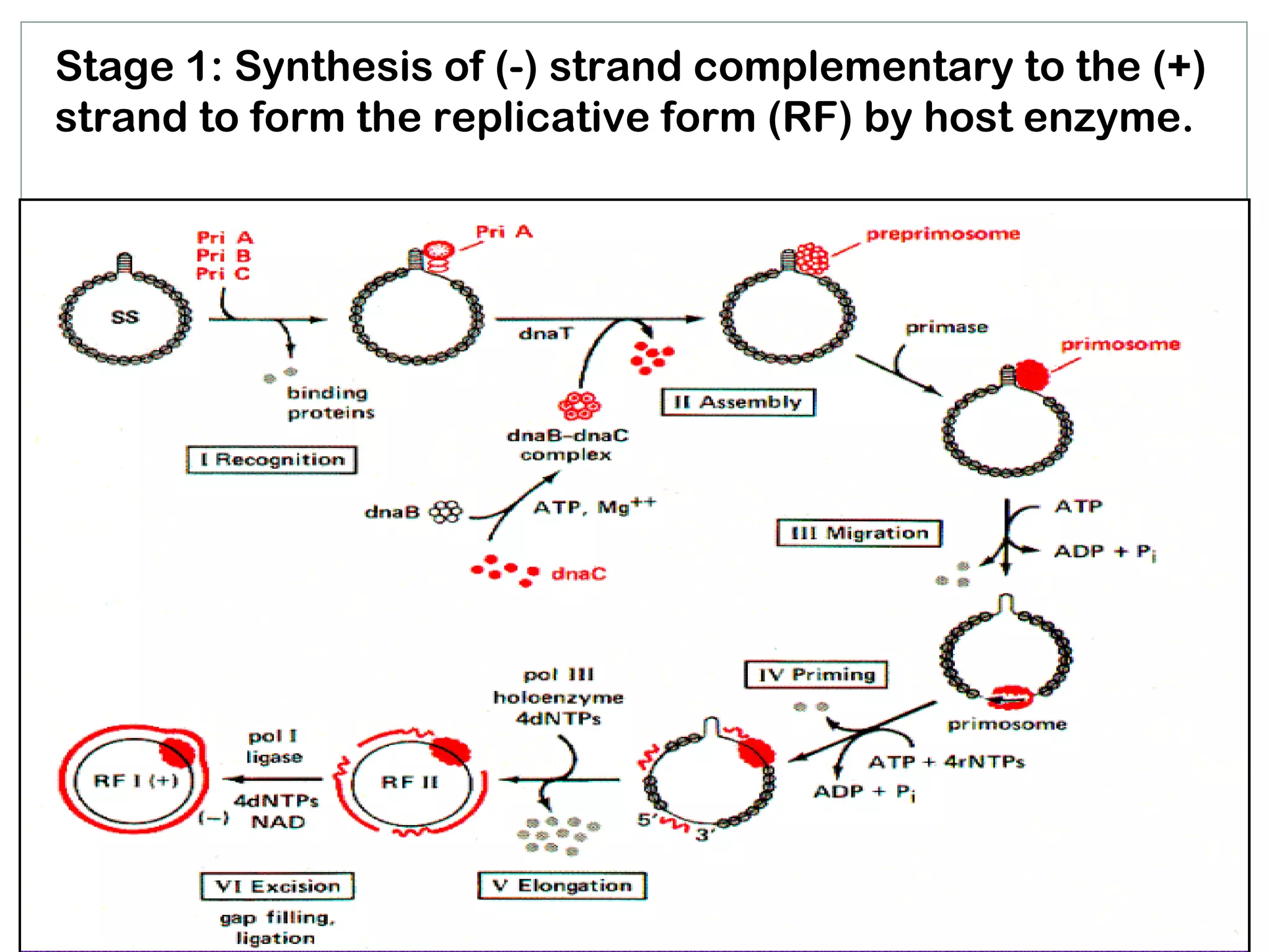 Phi x 174 phage. | PPT