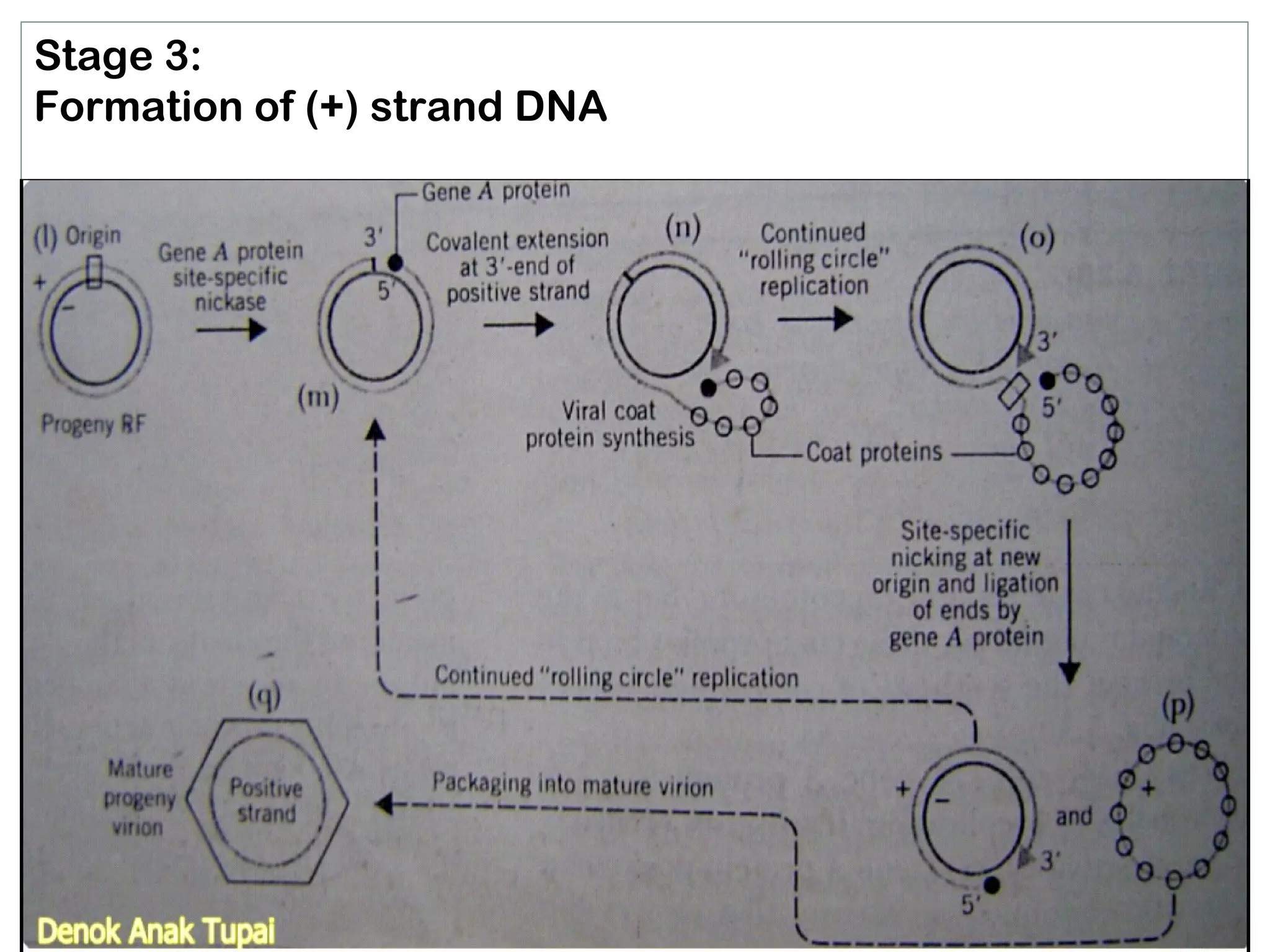 Phi x 174 phage. | PPT