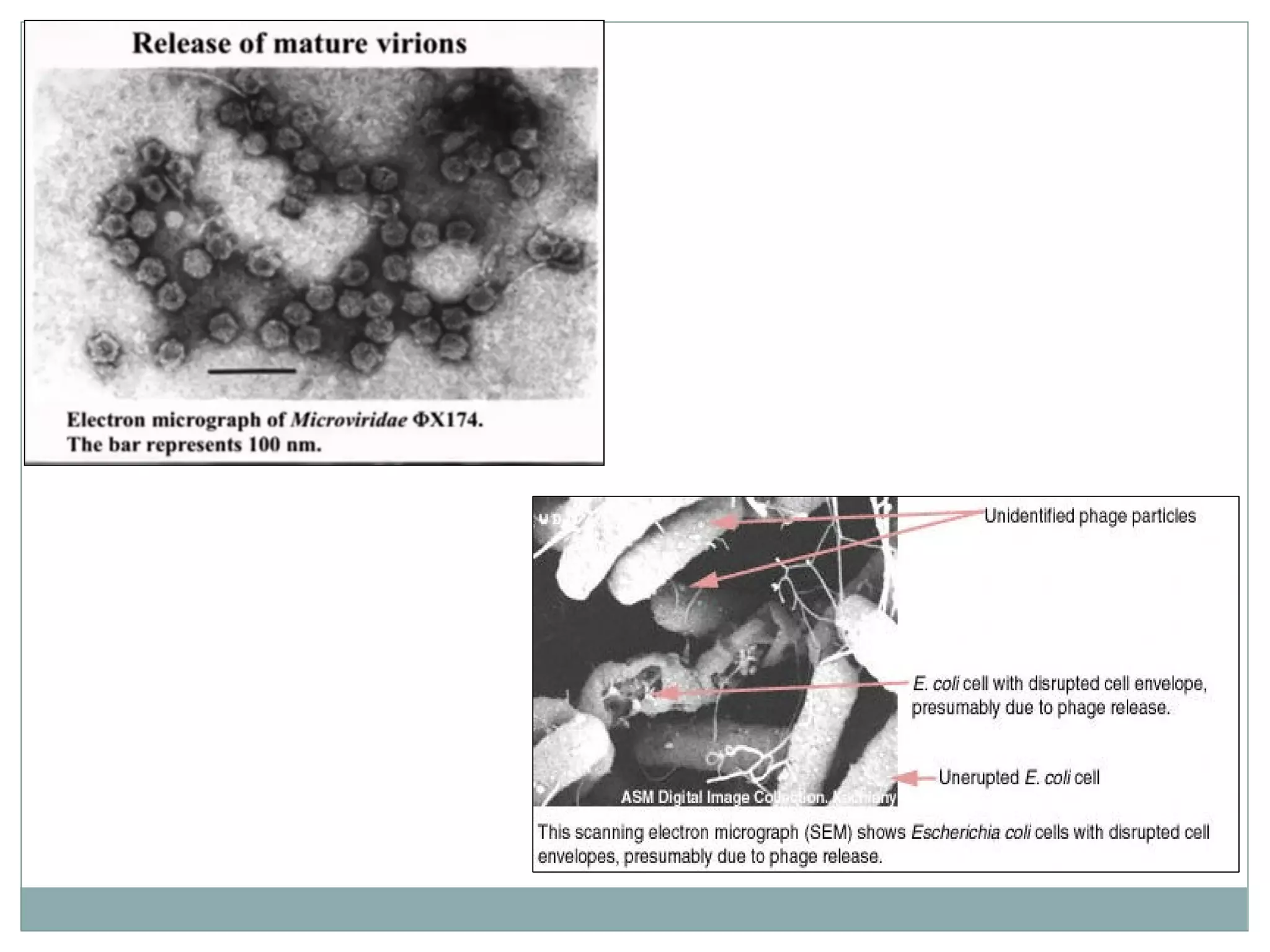 Phi x 174 phage. | PPT