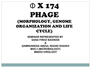 Phi x 174 phage. | PPT