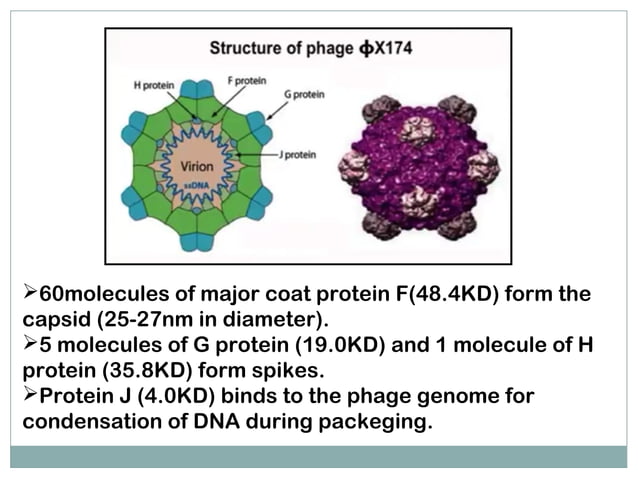 Phi x 174 phage. | PPT | Biological Sciences | Science