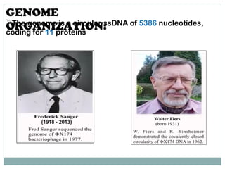 Phi x 174 phage. | PPT