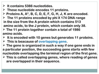 Phi x 174 phage. | PPT